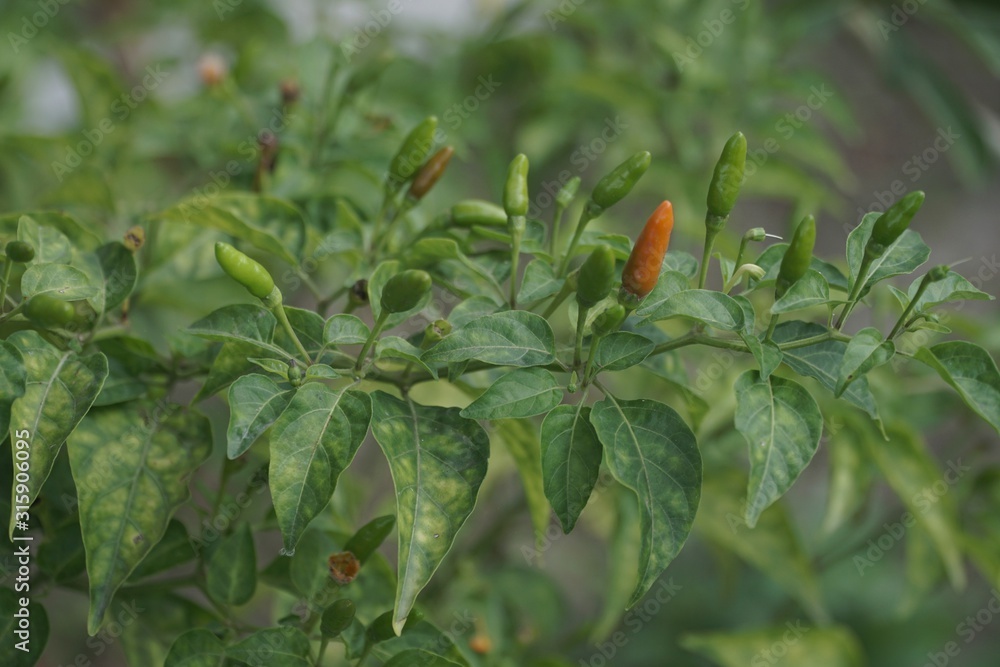 Fotka „A native chilli pepper plant in Philippines called Siling Labuyo ...