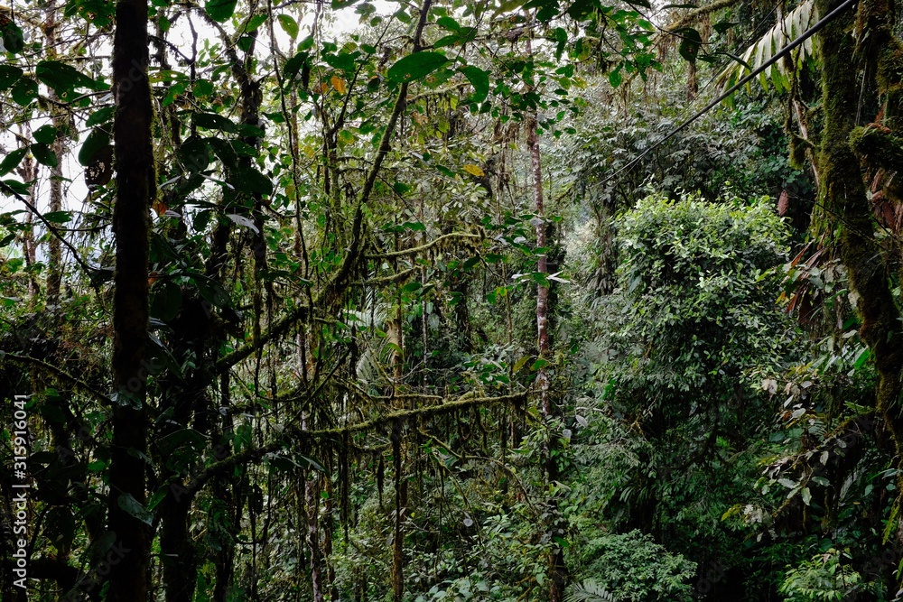 Flora and Fauna in the Ecuadorian subtropical rainforest Stock-Foto ...