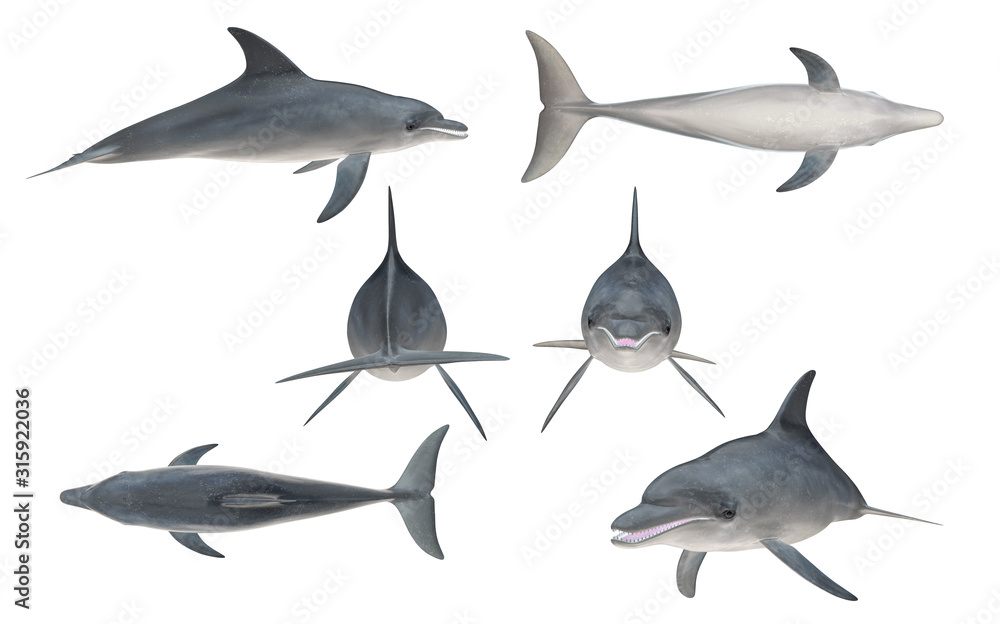 Poster Multiple angle views of bottlenose dolphin with 6 different view ...