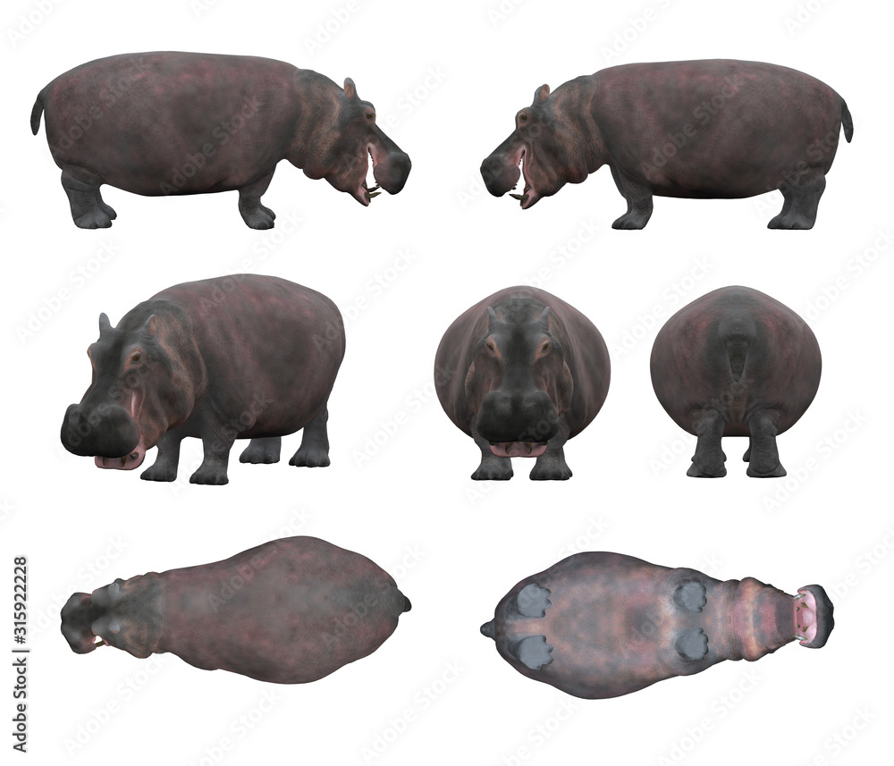 Multiple angle views of hippopotamus with 7 different view isolated ...