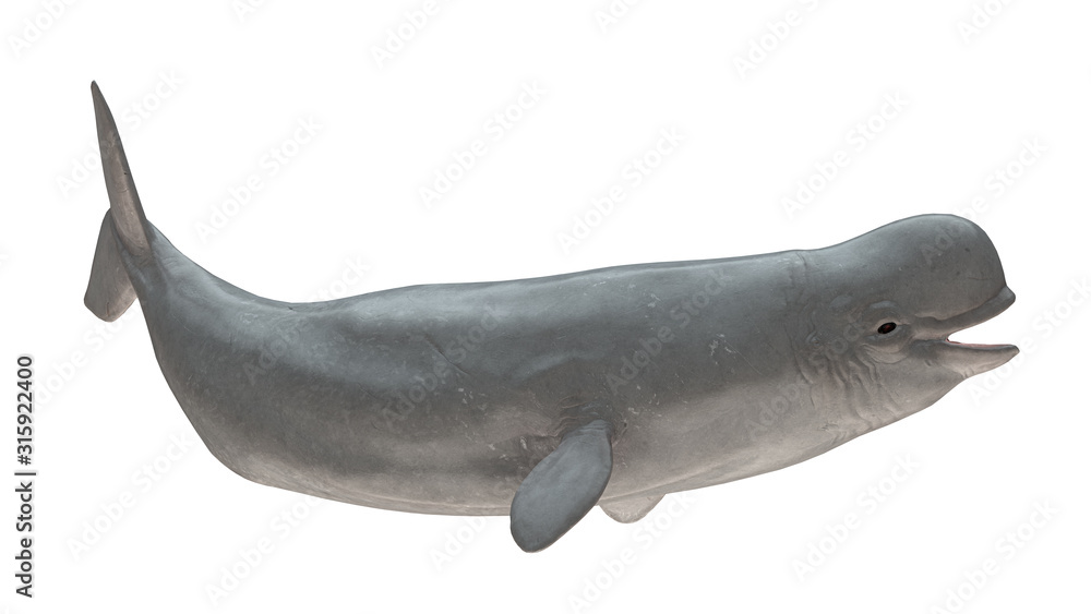 Beluga whale smiling right side tail up view isolated on white ...