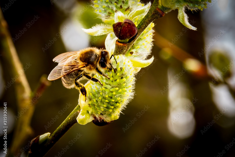 Insect, Bee, Spring - A honeybee sits on a plant, the willow catkins ...