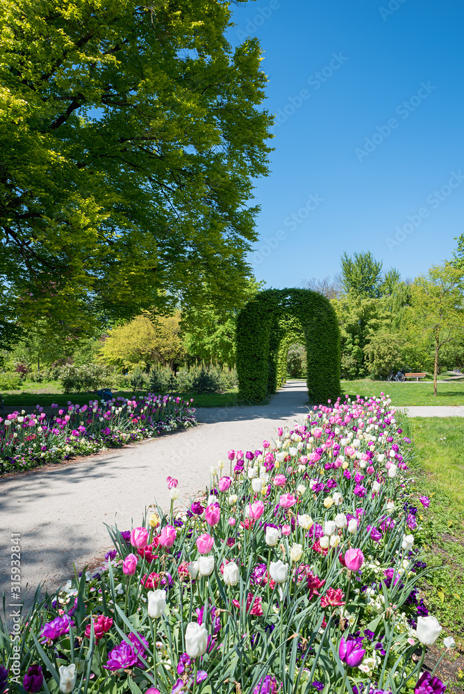 Fotografia do Stock: tulip flower bed and walkway in the Rosengarten ...