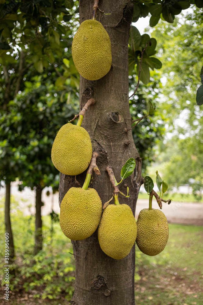 Foto de Jaca, jaqueira, Artocarpus heterophyllus, pé de jaca do Stock ...