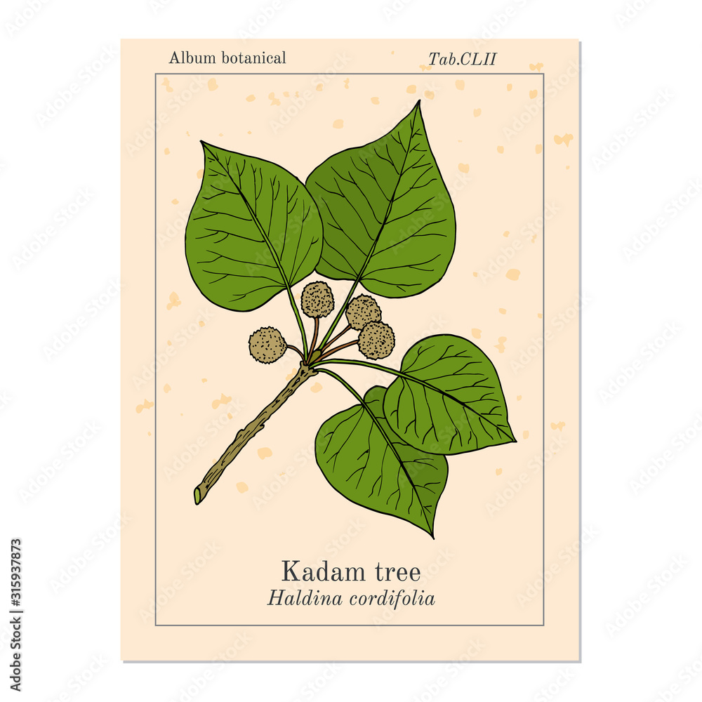 Kadam tree, or burflower-tree, laran, leichhardt pine neolamarckia ...