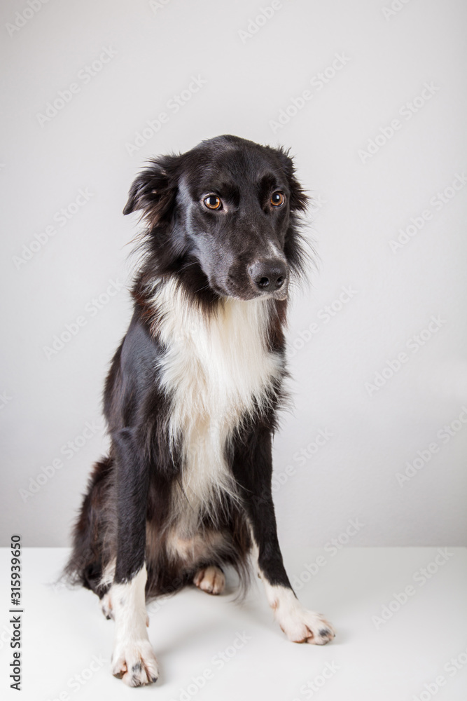 Solid Black Border Collie Puppy