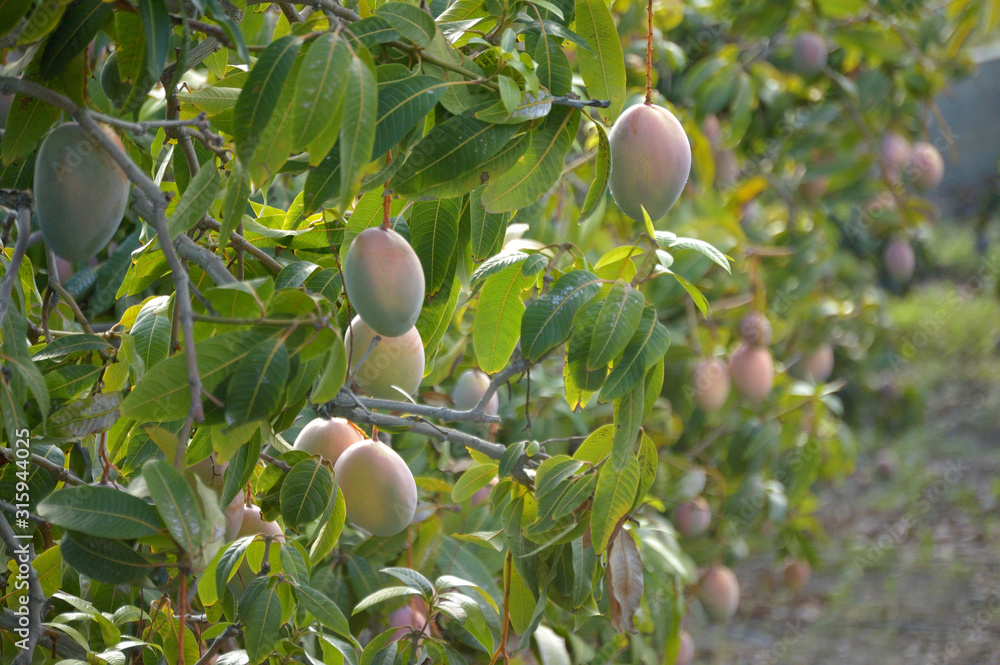 Natural mangoes hanging in mango tree in a fruit trees plantation Stock ...