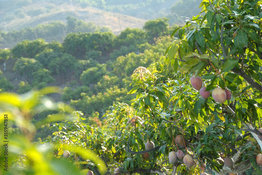 Mango hanging in mango trees in a fruit trees plantation Stock Photo ...