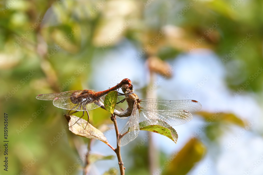 Heidelibellen bei der Paarung, Sympetrum vulgatum Stock Photo | Adobe Stock