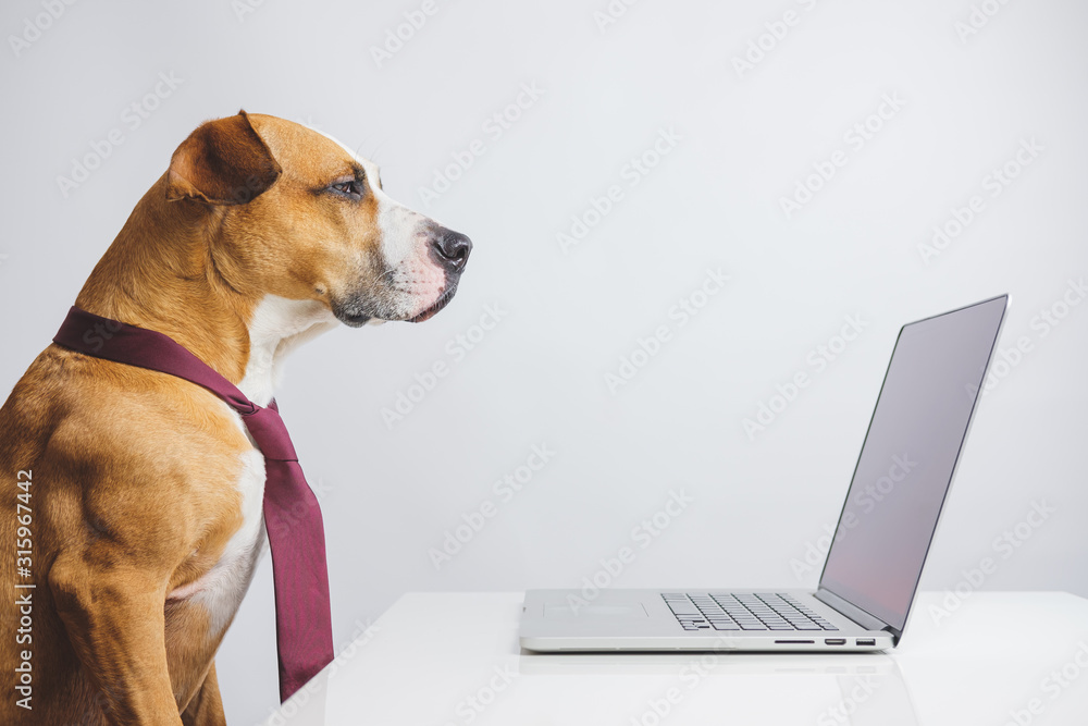 Doge On Computer