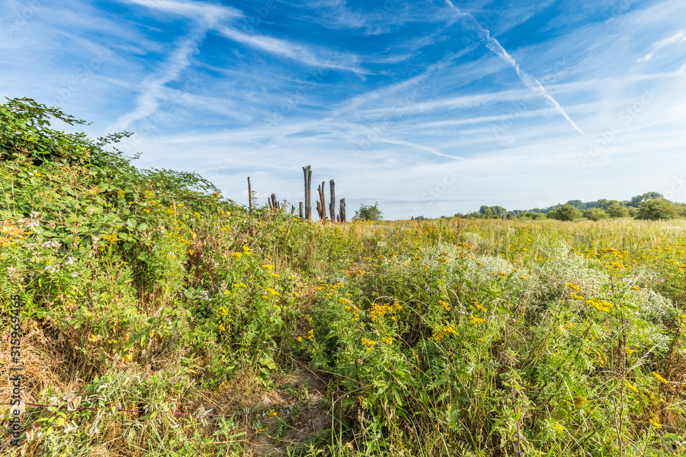 River Waal floodplain with wild plants and monument of 8400 year old ...