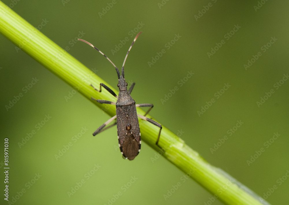 Dicranocephalus cf albipes stylized bed bug that usually lives in damp ...