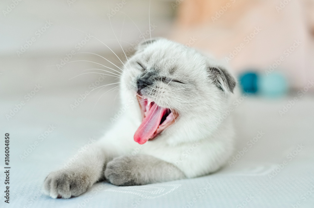 Kat Yawning