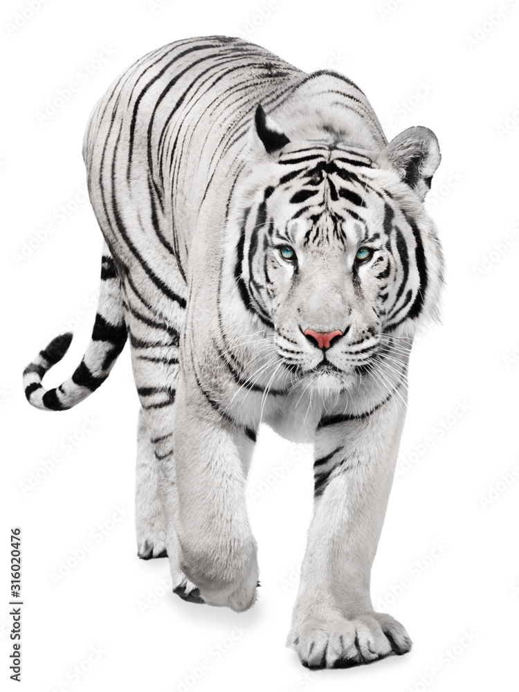 White Tiger Print Background