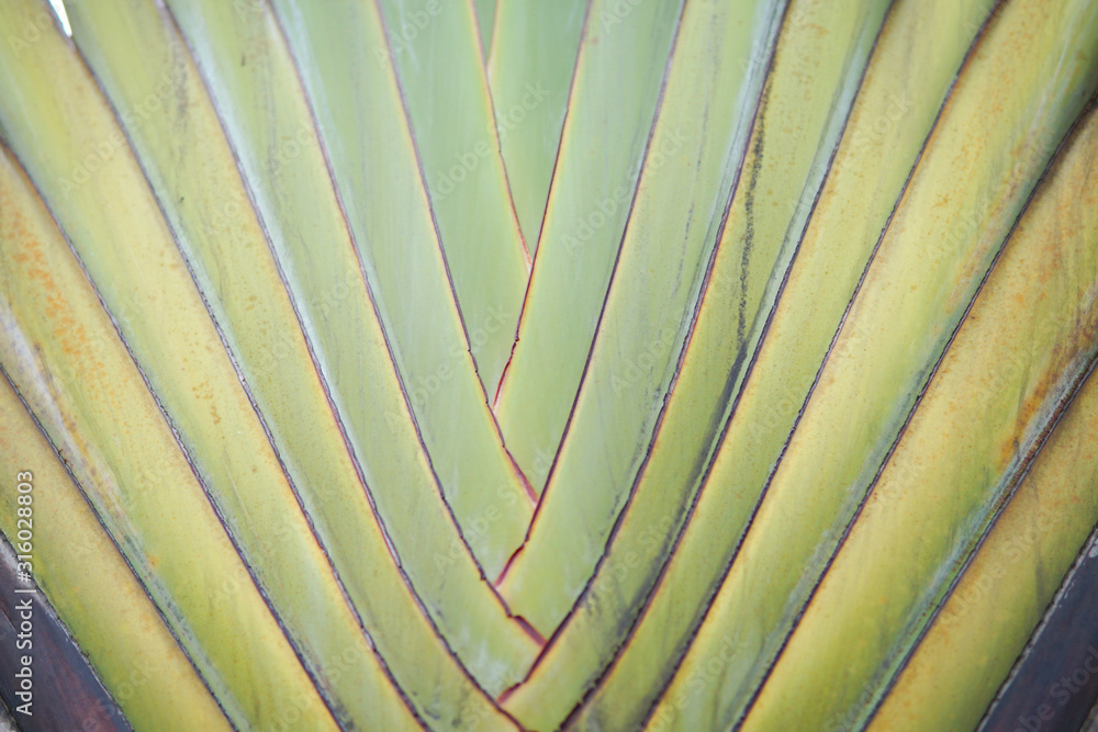 Foto de Buaetiful shape of ravenala madagascariensis or traveller's ...