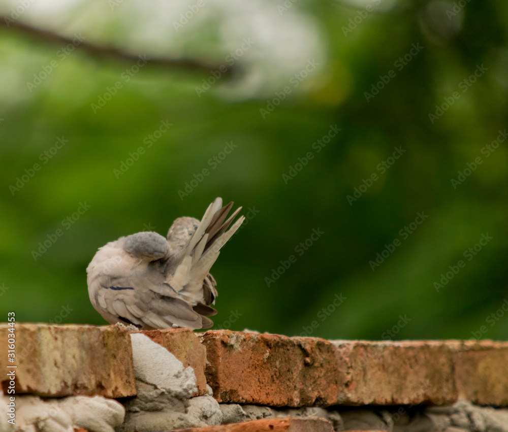 Torcacita Comun, palomita de la Virgen, picuí, columbina picuí ...