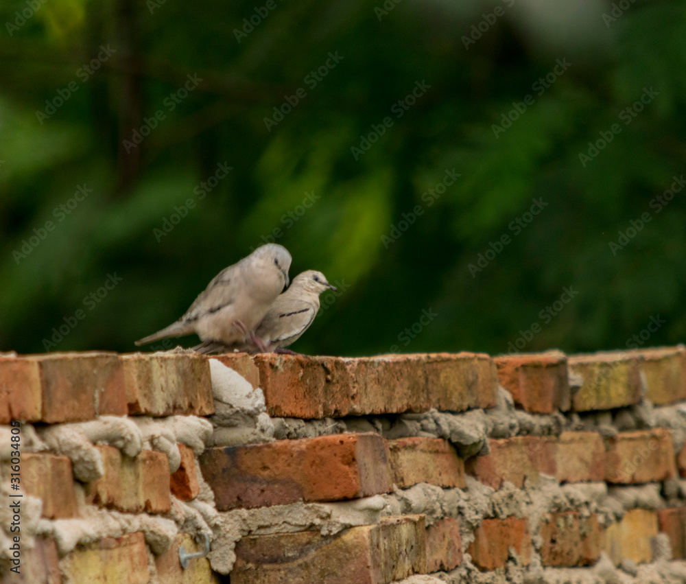 Torcacita Comun, palomita de la Virgen, picuí, columbina picuí ...