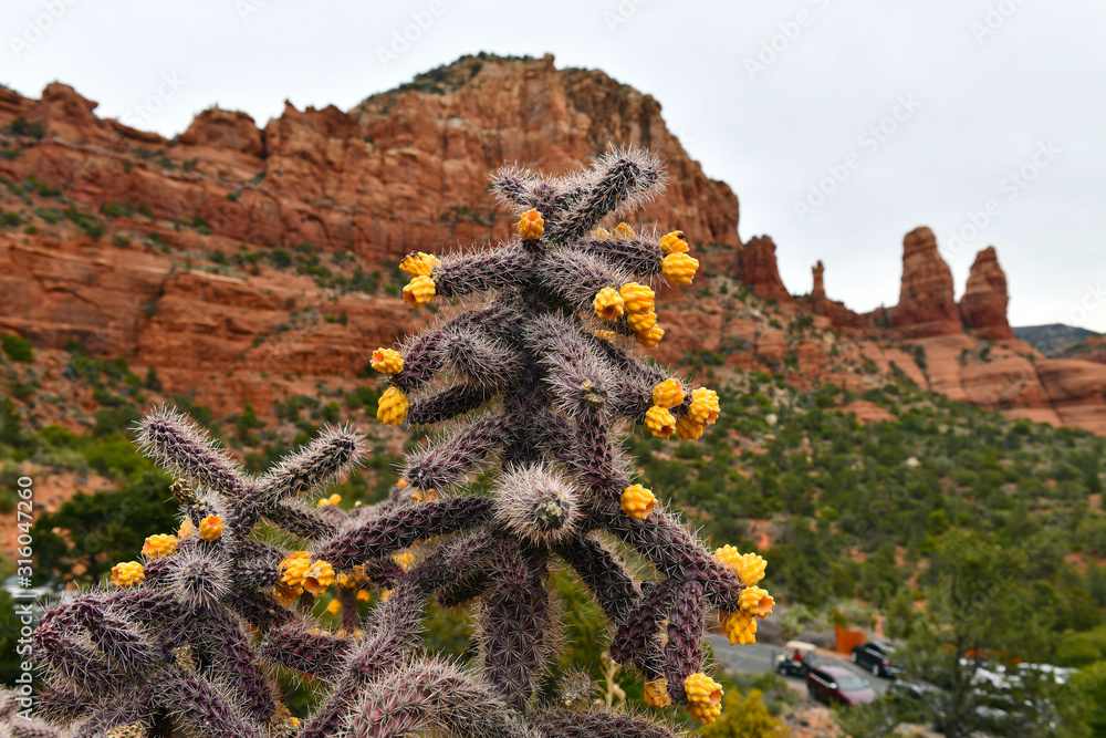 Cactus with flowers in focus with purposely blurred red rock background ...
