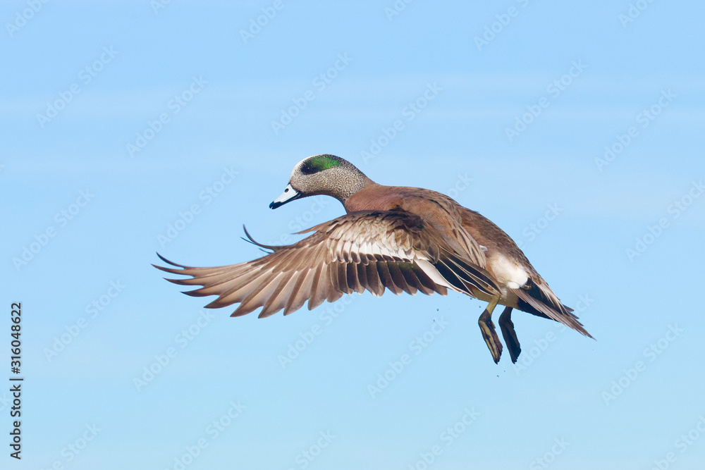 American Wigeon drake in flight against the natural blue sky - shows ...