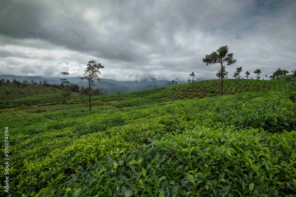 Valparai Forest