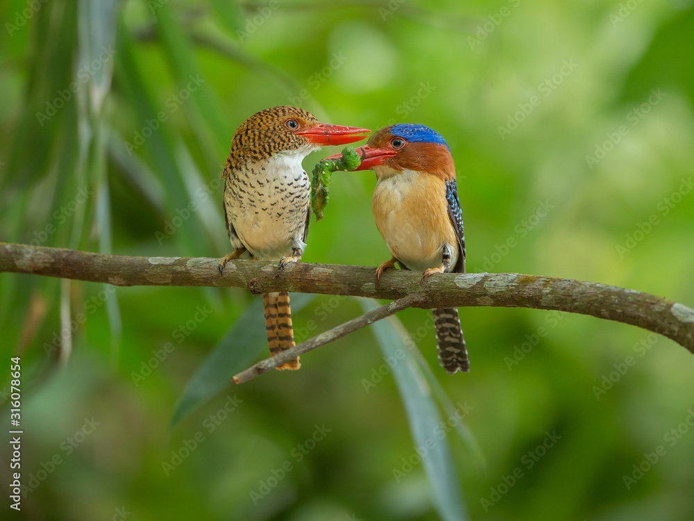 Beautiful Kingfisher bird, male and female of Banded Kingfisher (Lacedo ...