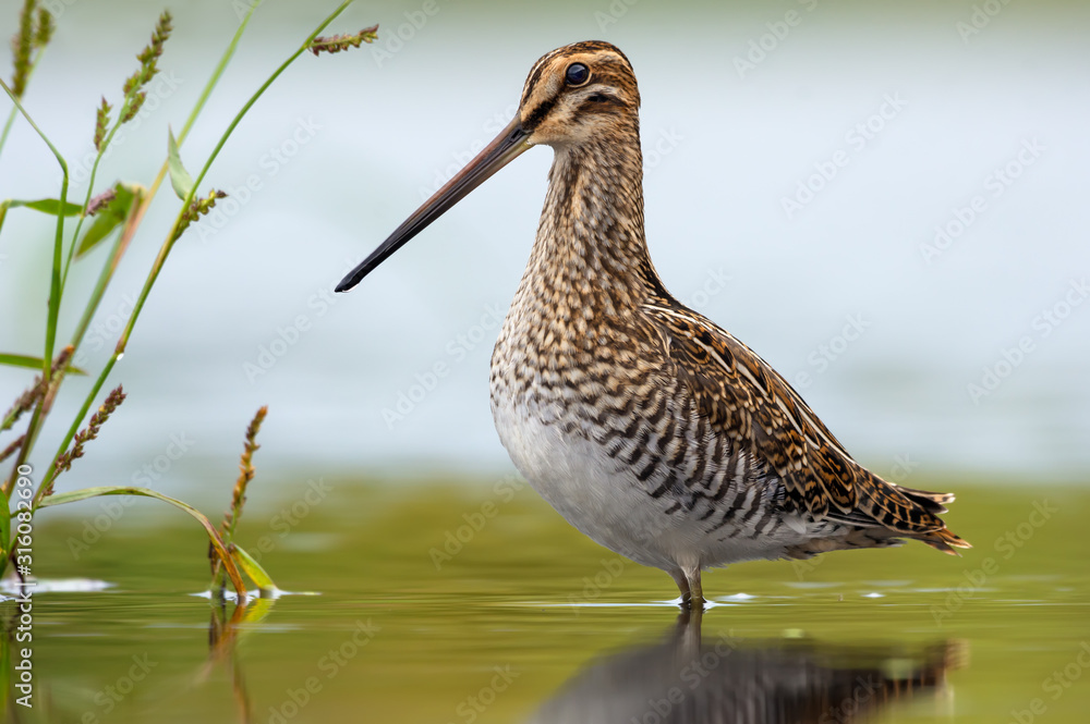 Adult Common snipe great full height posing in shallow water of small ...