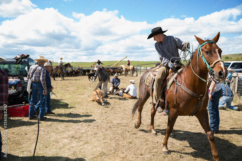 Cattle ranchers branding cows Stock Photo | Adobe Stock
