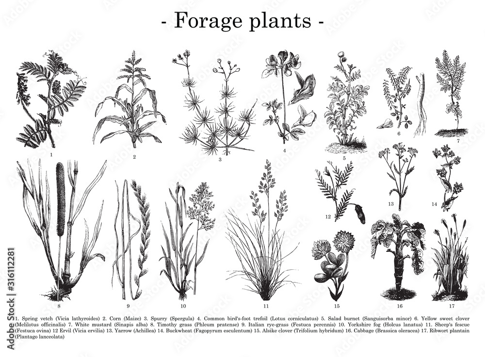 Forage plants collection / vintage illustration from Brockhaus ...