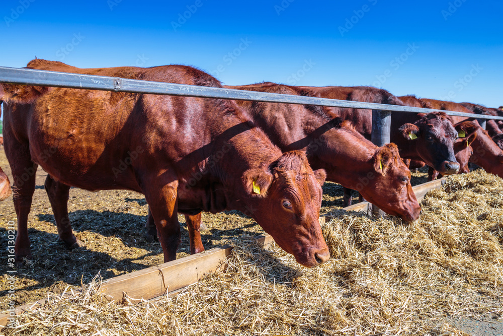 breed of hornless dairy cows eating silos fodder in cowshed farm ...