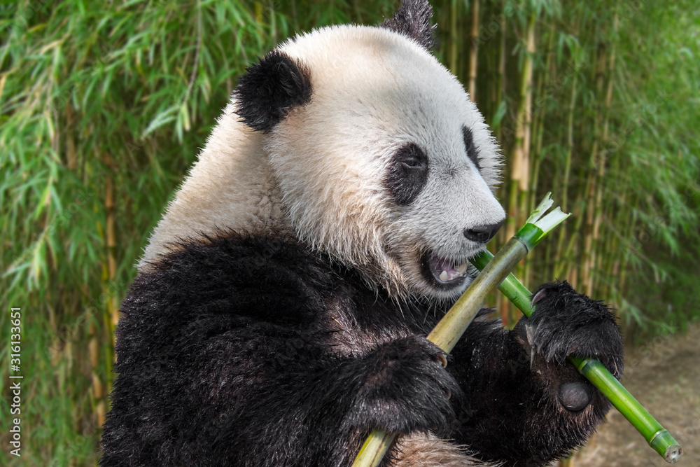 Giant Panda Cubs Eating Bamboo