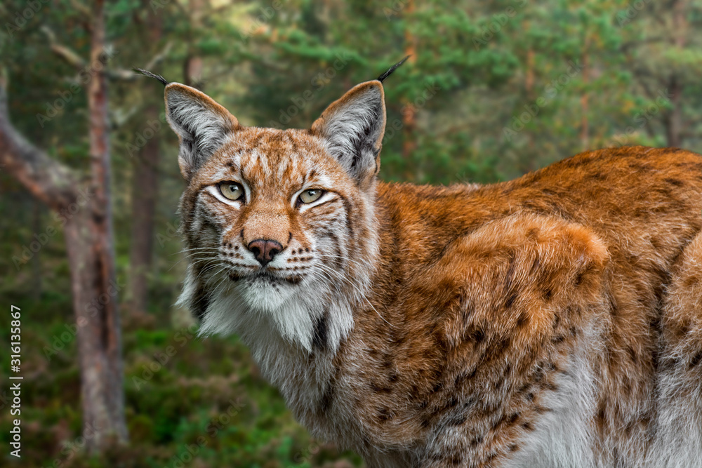Eurasian lynx (Lynx lynx) close up portrait in forest Stock Photo ...