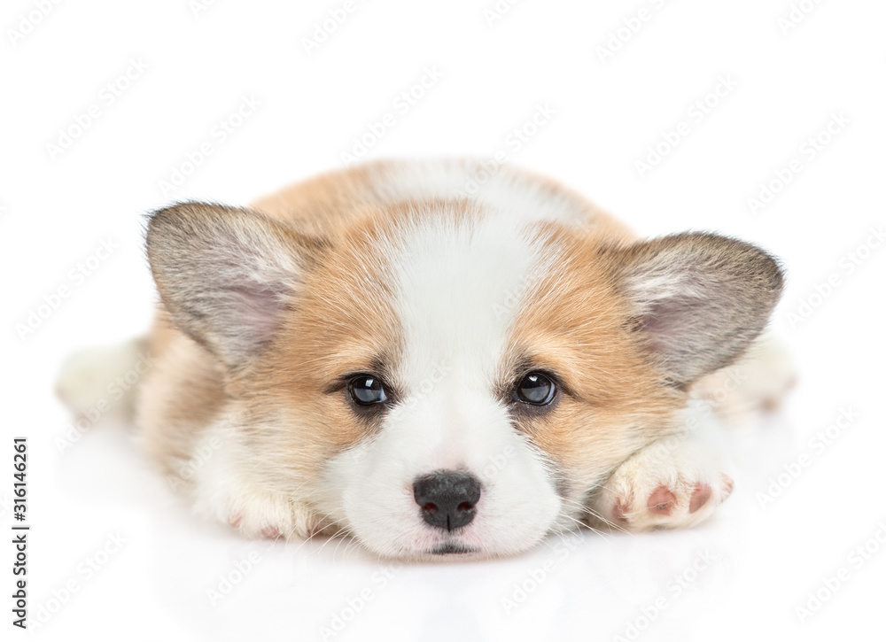 Depressed Corgi