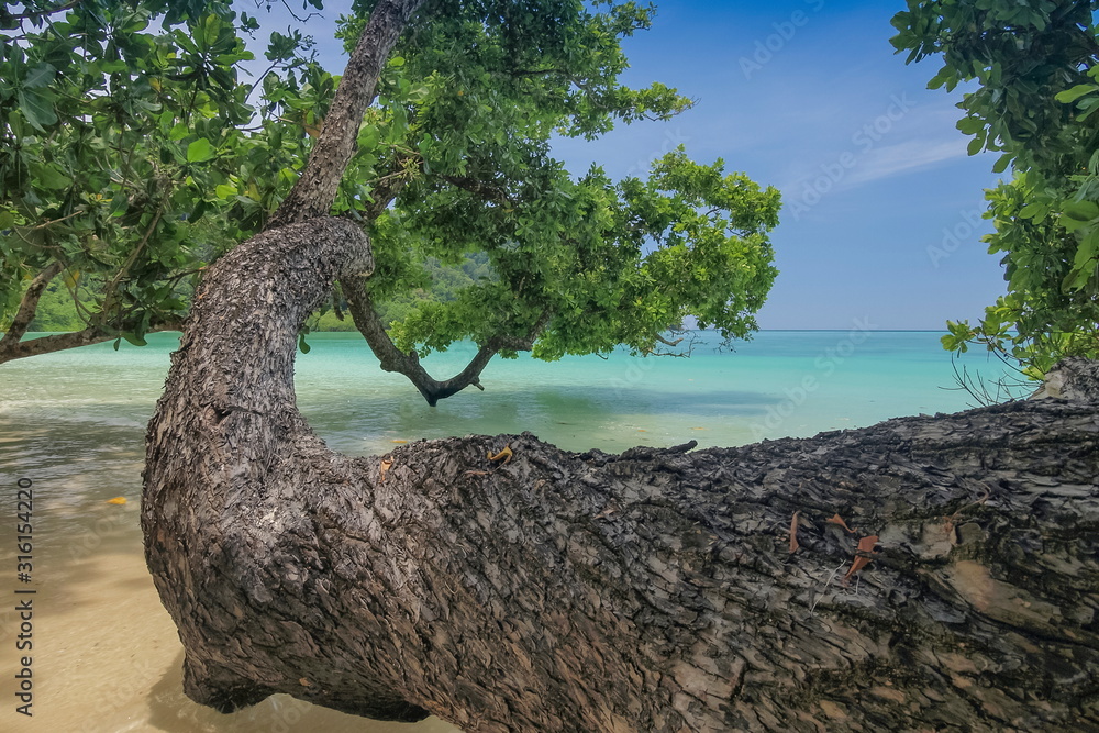 view curve of Mangrove tree branch with green leaves above blue-green ...