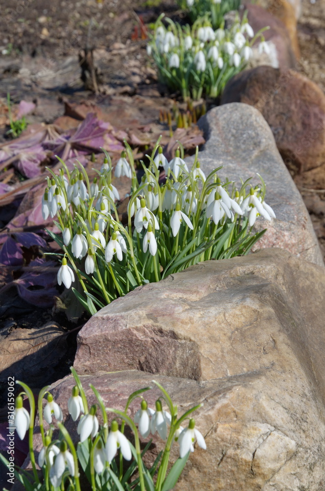 Snowdrops of Voronov (lat. Galanthus woronowii) bloom on a flower bed near the stones Stock ...