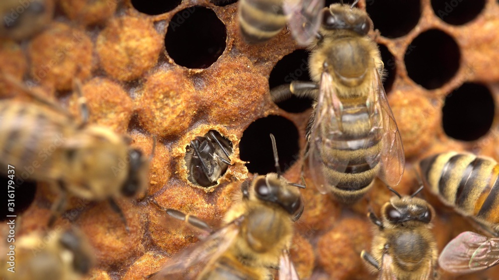 The Birth of a Bee. Worker bee emerging from cell. The Honey Bee Life ...