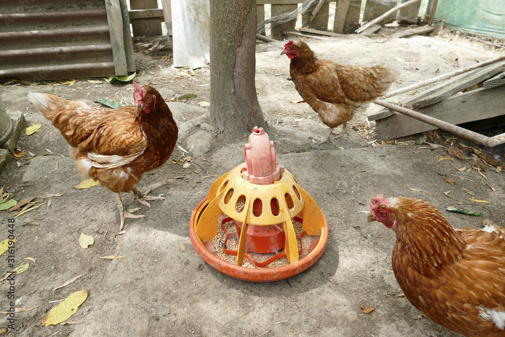 Hens feed on the traditional rural barnyard. Hen standing in grass on ...