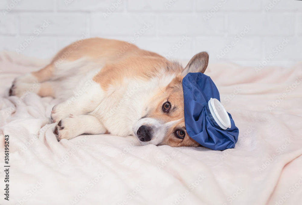 Cute Sick Puppy