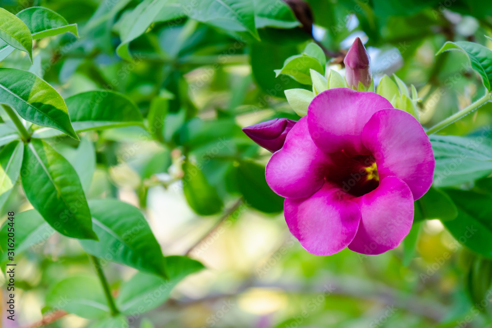 Allamanda blanchetii , Purple Allamanda. Scientific name is Allamanda ...