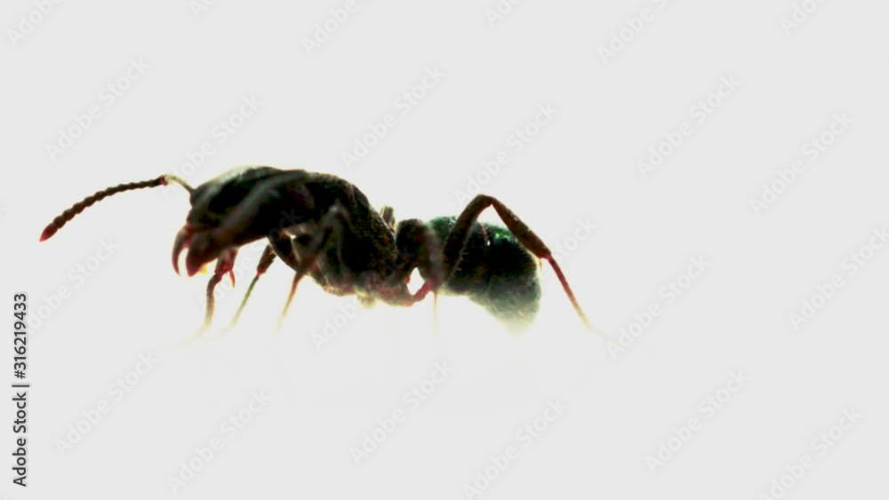 Greenhead ant is on turn table for documentary or commercial film. This ...