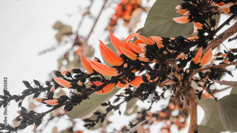 Bastard Teak Flower bloom in Khon Kaen, Thailand. Stock Photo | Adobe Stock