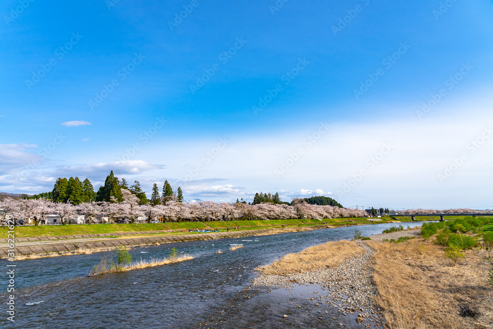 Hinokinai River riverbank in springtime cherry blossom season sunny day ...