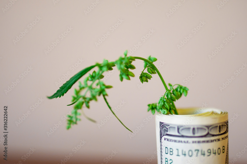 Cannabis finance, money and pot. Revenues in the marijuana industry and ...