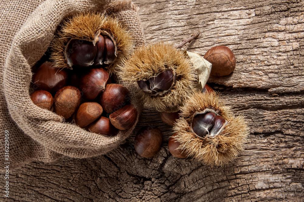 edible chestnuts in a sack. cracked spiky peel bursting open with ...