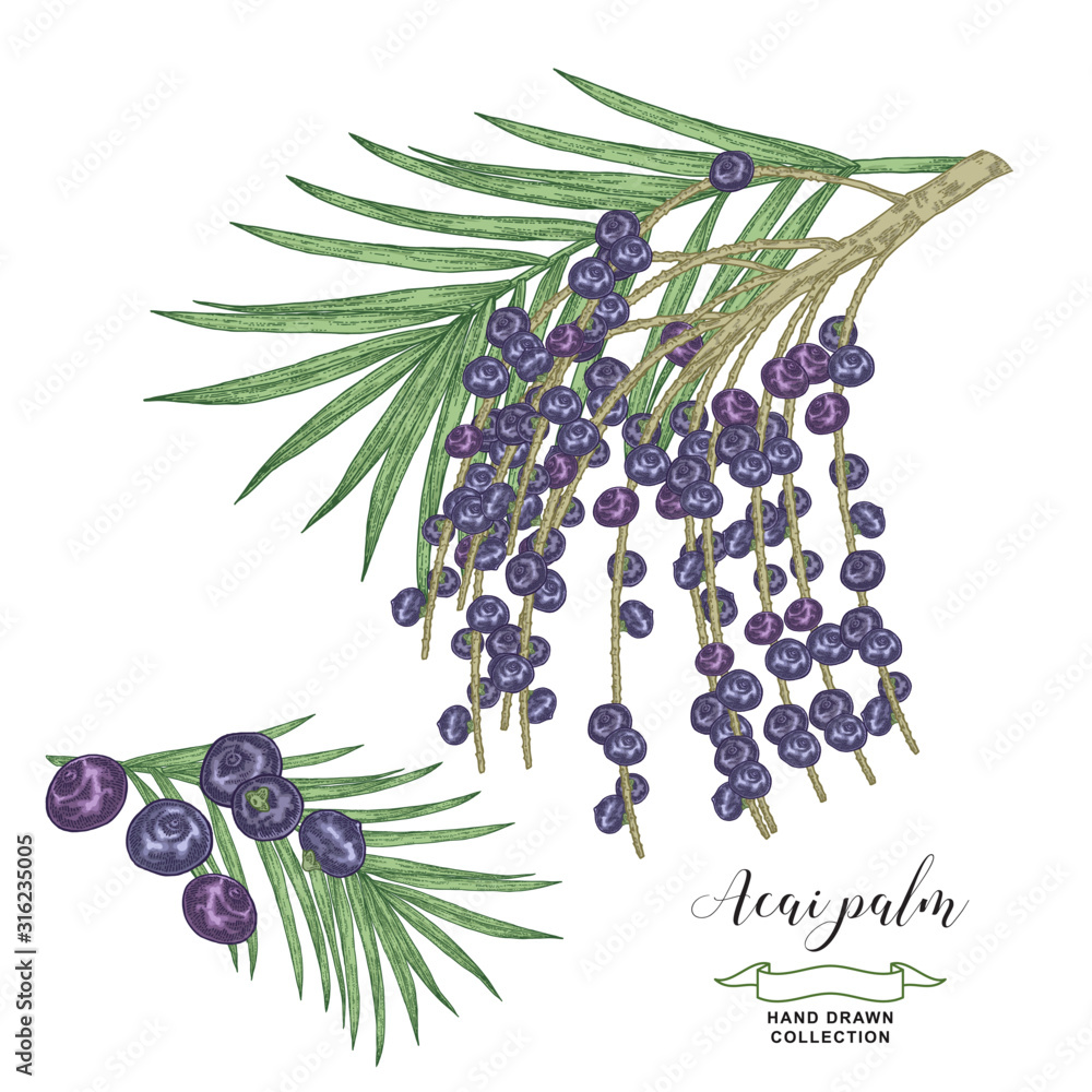 Acai palm branch with berries isolated on white background. Acai ...