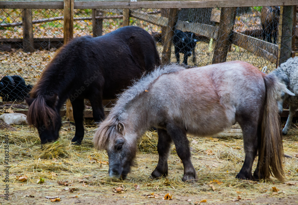 Two little ponies eating hay at the zoo. Stock Photo | Adobe Stock