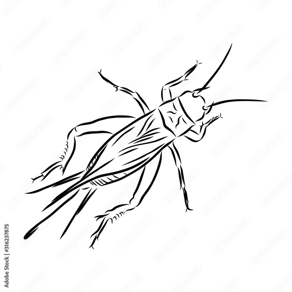 Cricket Insect Silhouette