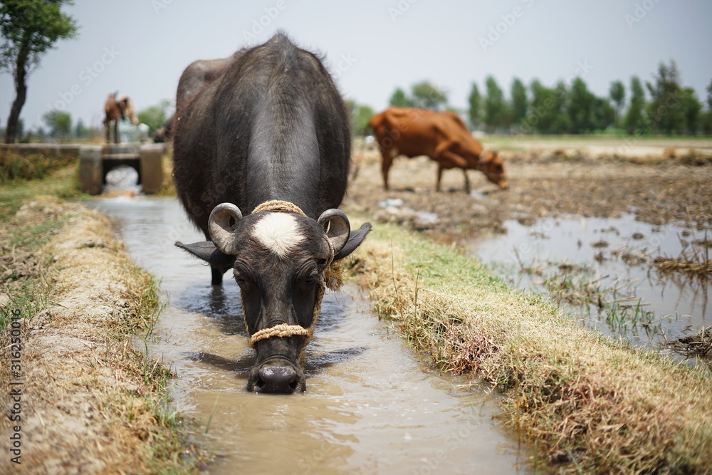Pakistani Buffalo