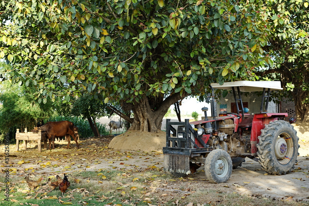 Foto de Impression of an farm in pakistan with a huge tree, a tractor ...