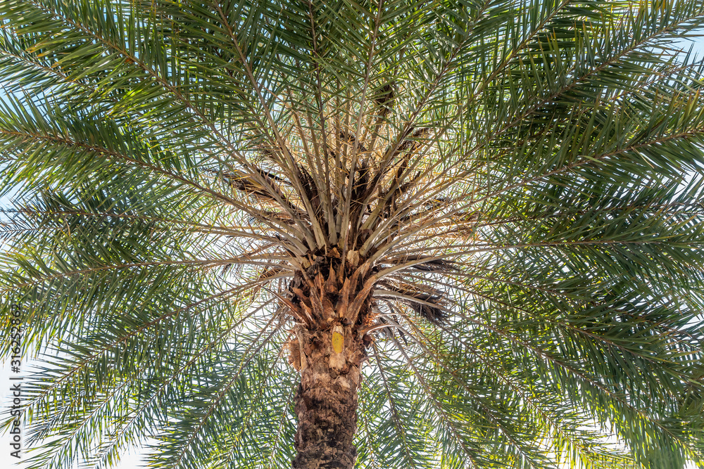 Beautiful big phoenix canariensis palm with big leaves is on the blue ...