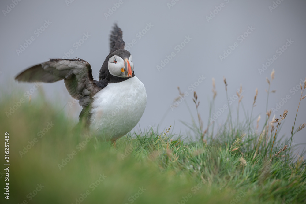 A puffin stretches its wings Stock Photo | Adobe Stock